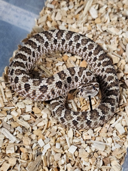 Triple Het Snowburst! ( Het Sable Snow ) Western Hognose by JMGreptile