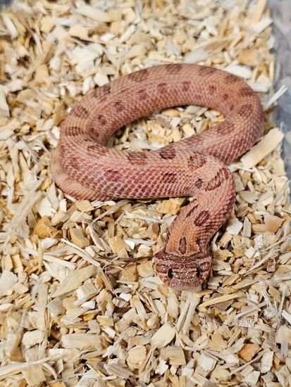 Arctic Anaconda Mai Tai RBE Pastel Red Phase Western Hognose by JMGreptile