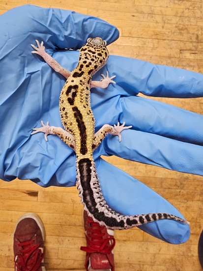 Hyper Xanthic Eclipse ( Super Reverse Stripe ) Leopard Gecko by JMGreptile