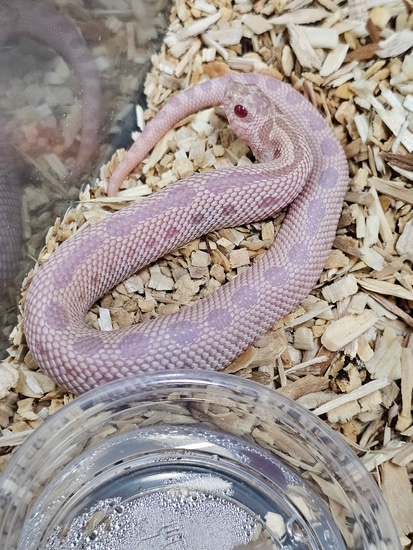 Bubs Daddy Het Sunburst ( Super Arctic Albino Anaconda Het Sable ) Western Hognose by JMGreptile