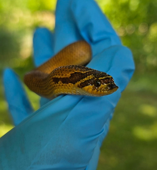 Super Conda Sable RBE Pastel 66 Het Toffeebelly Western Hognose by ...