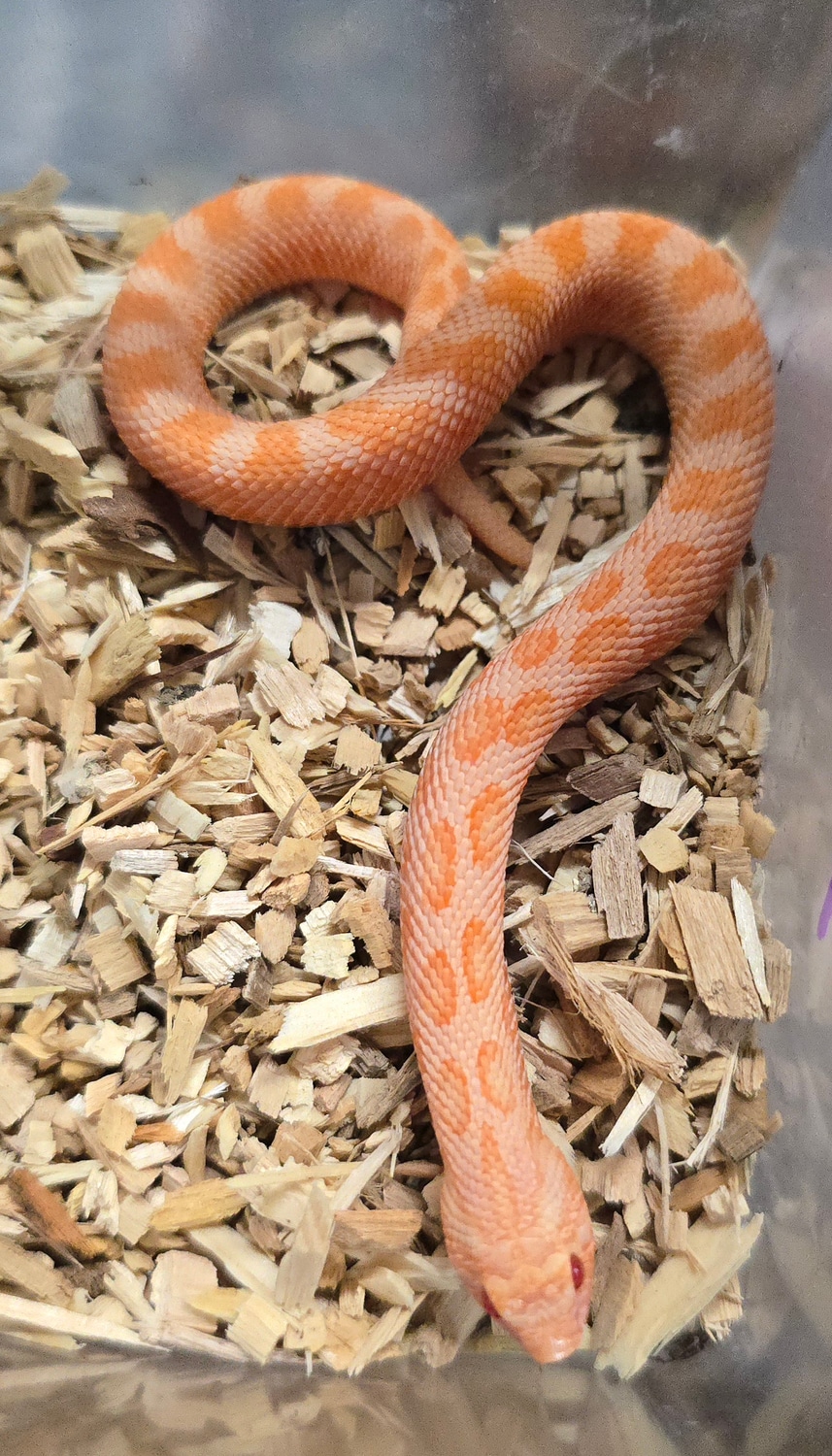 Sunburst Anaconda het Axanthic