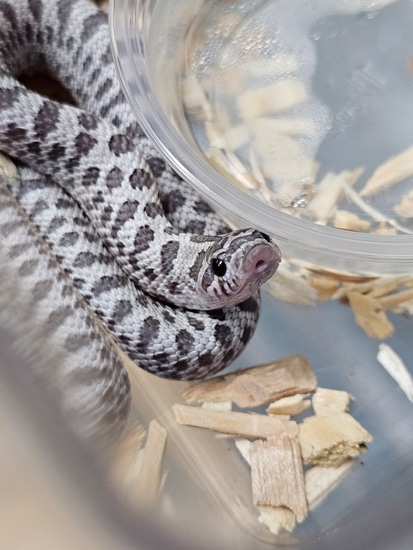 Moonstone Het Sable Pos Het Toffee Western Hognose by JMGreptile