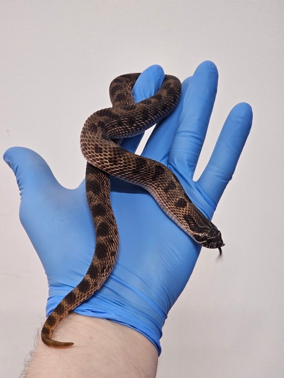 80 Gram Sable Rbe Pastel Anaconda 66% Het Toffee Western Hognose by ...