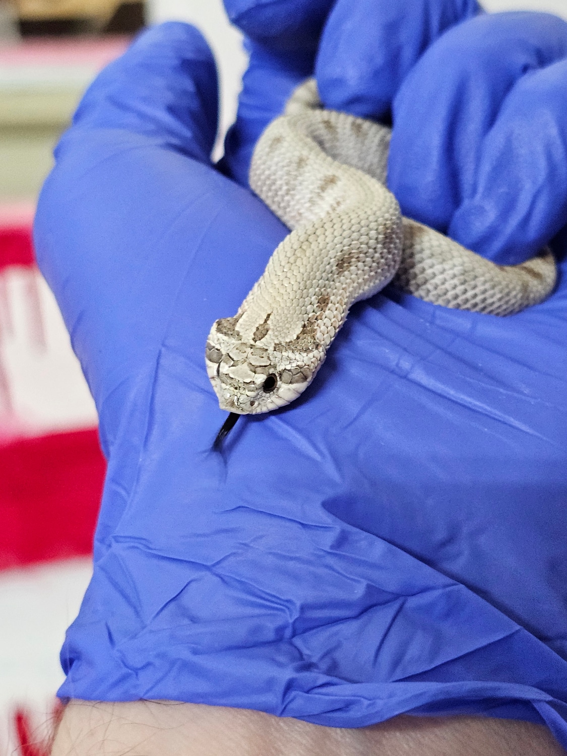 Frosted anaconda 50% het axanthic ( possibly arctic )