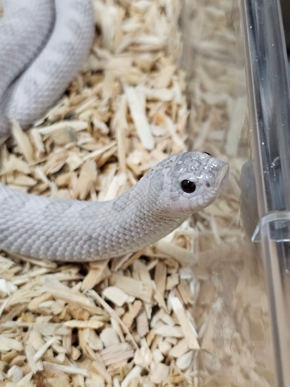 Moonstone Symphony Line Pos Het Toffee Western Hognose by JMGreptile