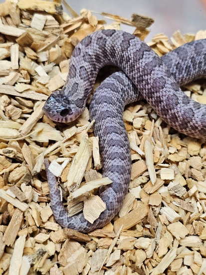 Sable Super Arctic Lavender 50% Pos Het Toffee Belly. Western Hognose by JMGreptile