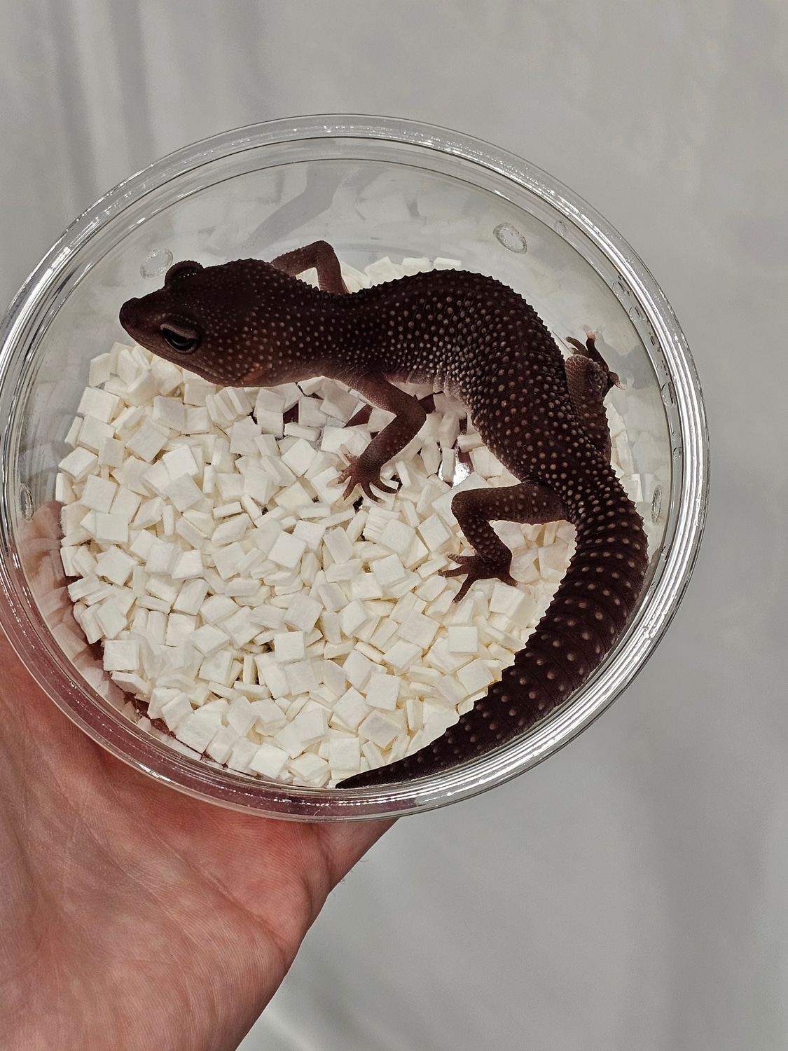 Black night blizzard mack snow hyper xanthic pos het Raptor