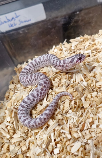 MoonStone 🌕🗿het Sable Pos Het Toffee♀️ Western Hognose by JMGreptile