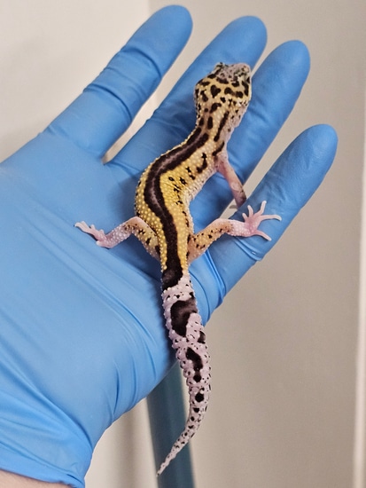 Hyper Xanthic Reverse Stripe Eclipse Leopard Gecko by JMGreptile