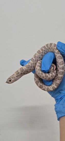 MoonStone 🌕🗿 ♀️ Western Hognose by JMGreptile