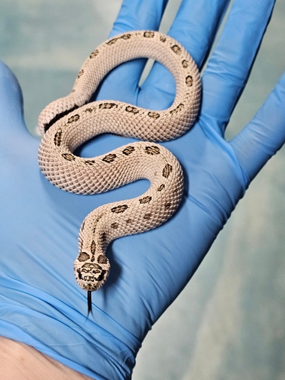 Super Arctic Anaconda Triple Het Sable Axanthic Toffee Pos Het Lavender Pos Het Albino Western ...