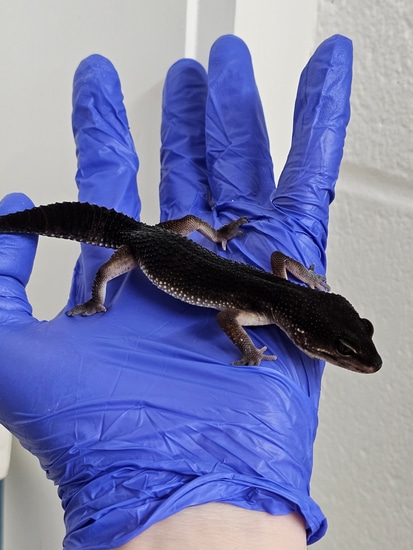 Black Night Female. Ultra High Black 87.5% BN. Pos Het Raptor Leopard ...