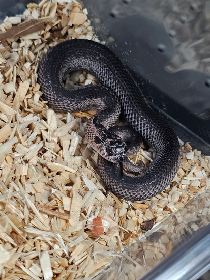 Super Arctic Super Anaconda Sable Rbe Pastel 66% Het Toffee Belly ...