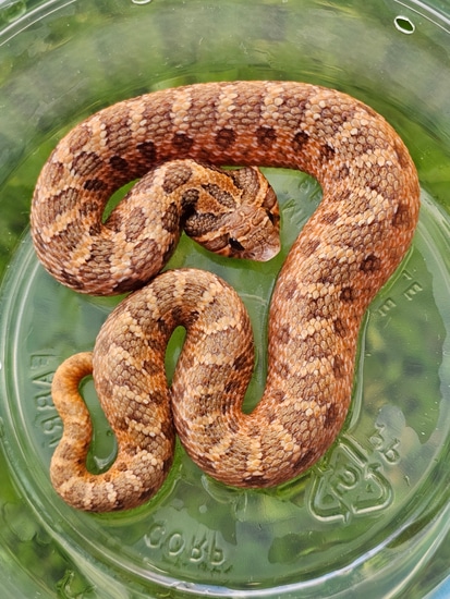 Arctic Mai Tai Rbe Pastel Western Hognose by JMGreptile