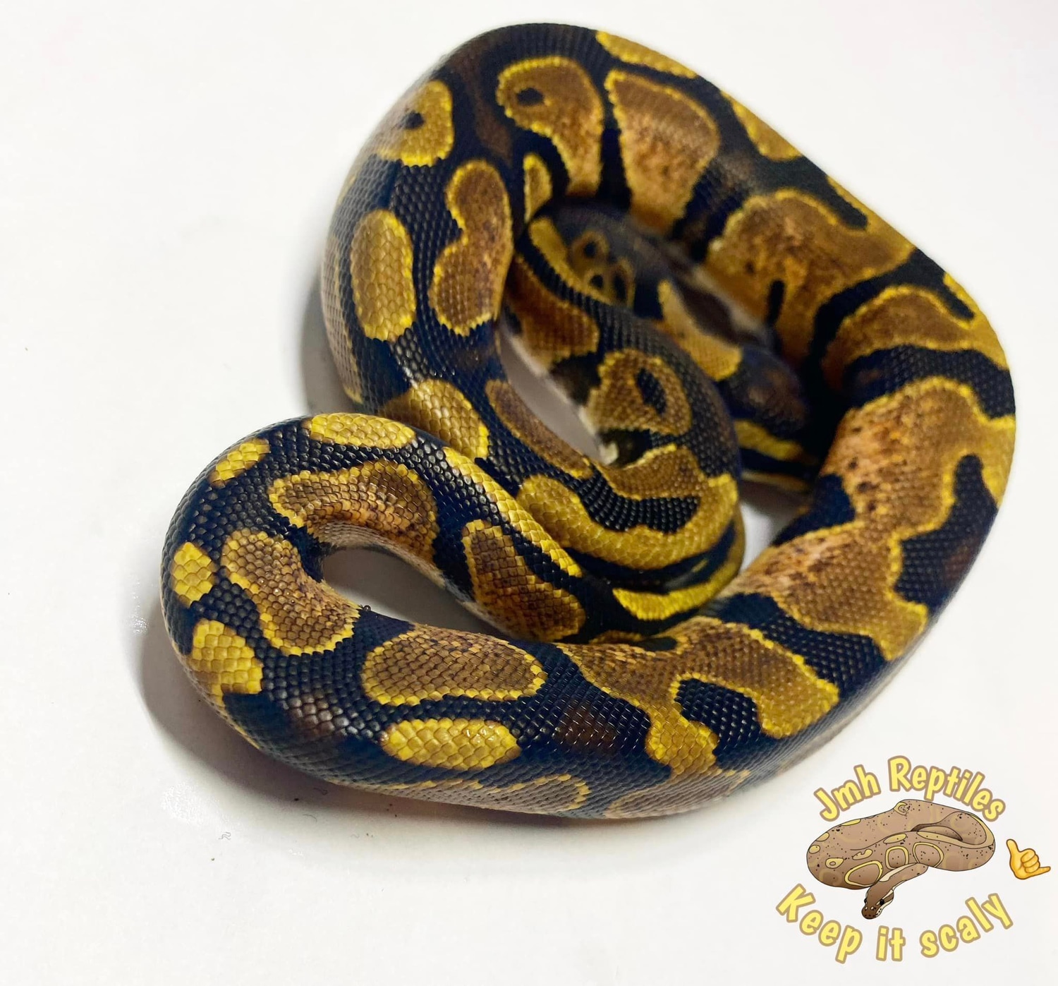 Sugar Ball Python by Jmh Reptiles - MorphMarket