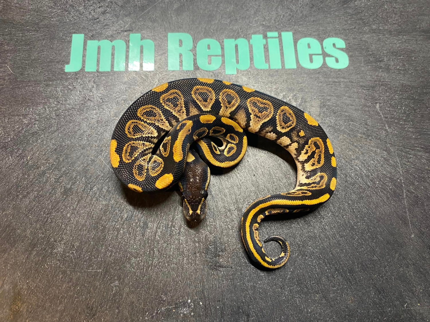Black Magic Ball Python by Jmh Reptiles - MorphMarket