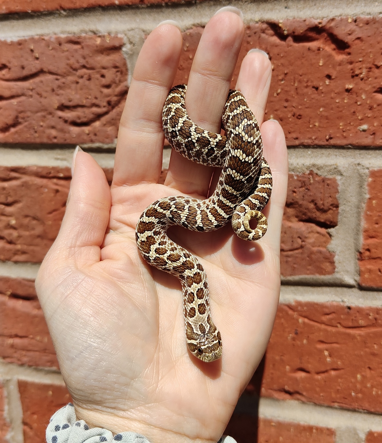 Normal 50% Het Albino/Axanthic/Toffeebelly Western Hognose by JMH ...