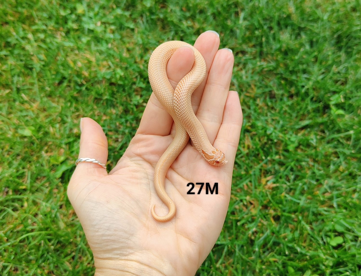 Pink Pastel Albino Superconda Western Hognose by JMH Hognose - MorphMarket