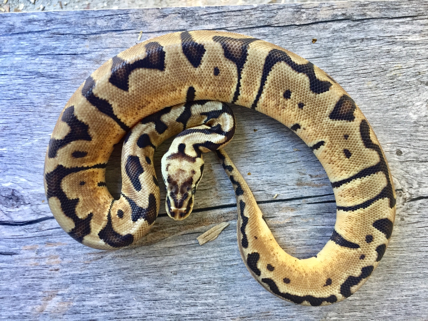 Woma Het Tristripe Ball Python by Cmoreballs - MorphMarket