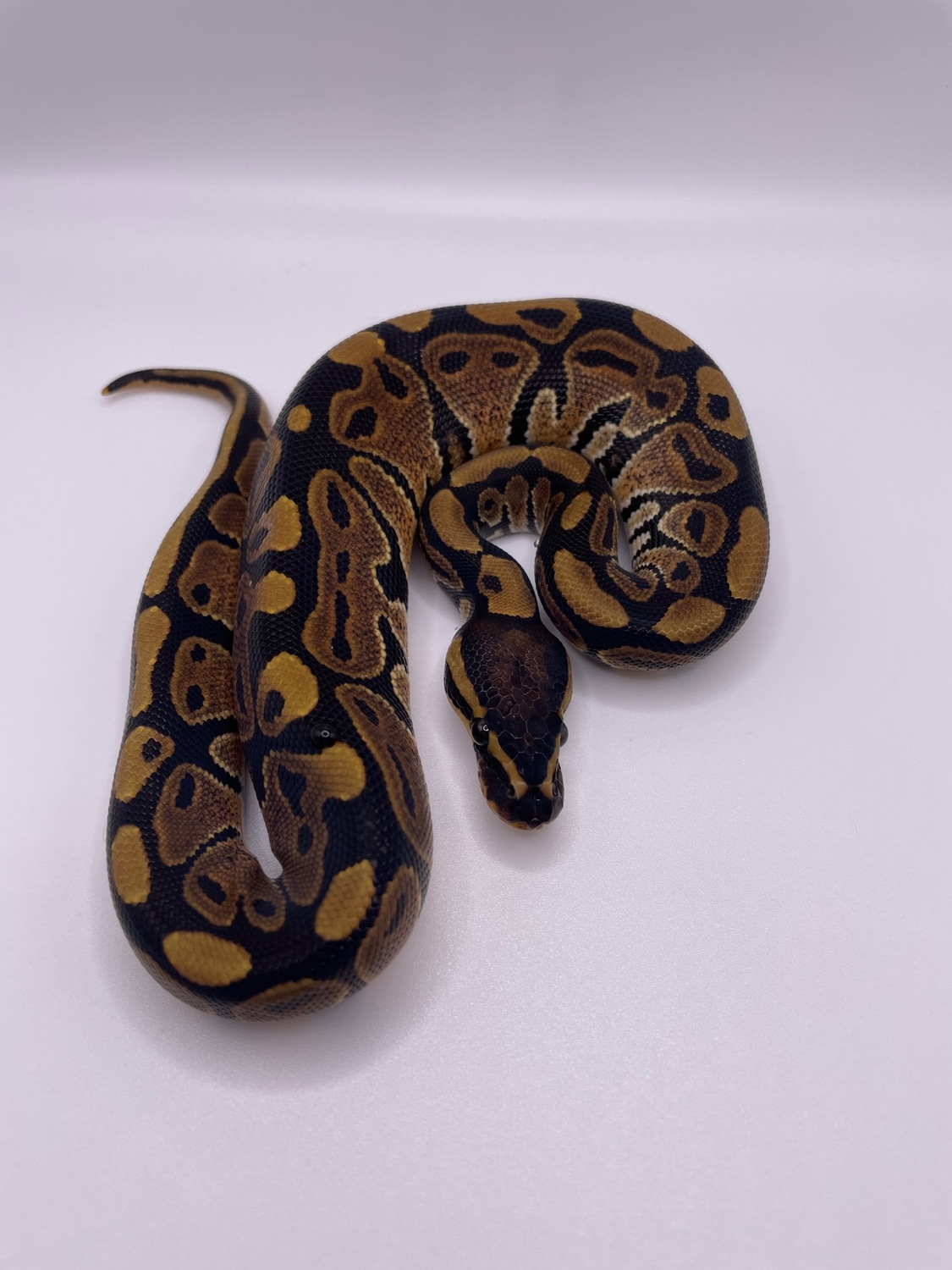 Normal Ball Python by Dickson Royals - MorphMarket
