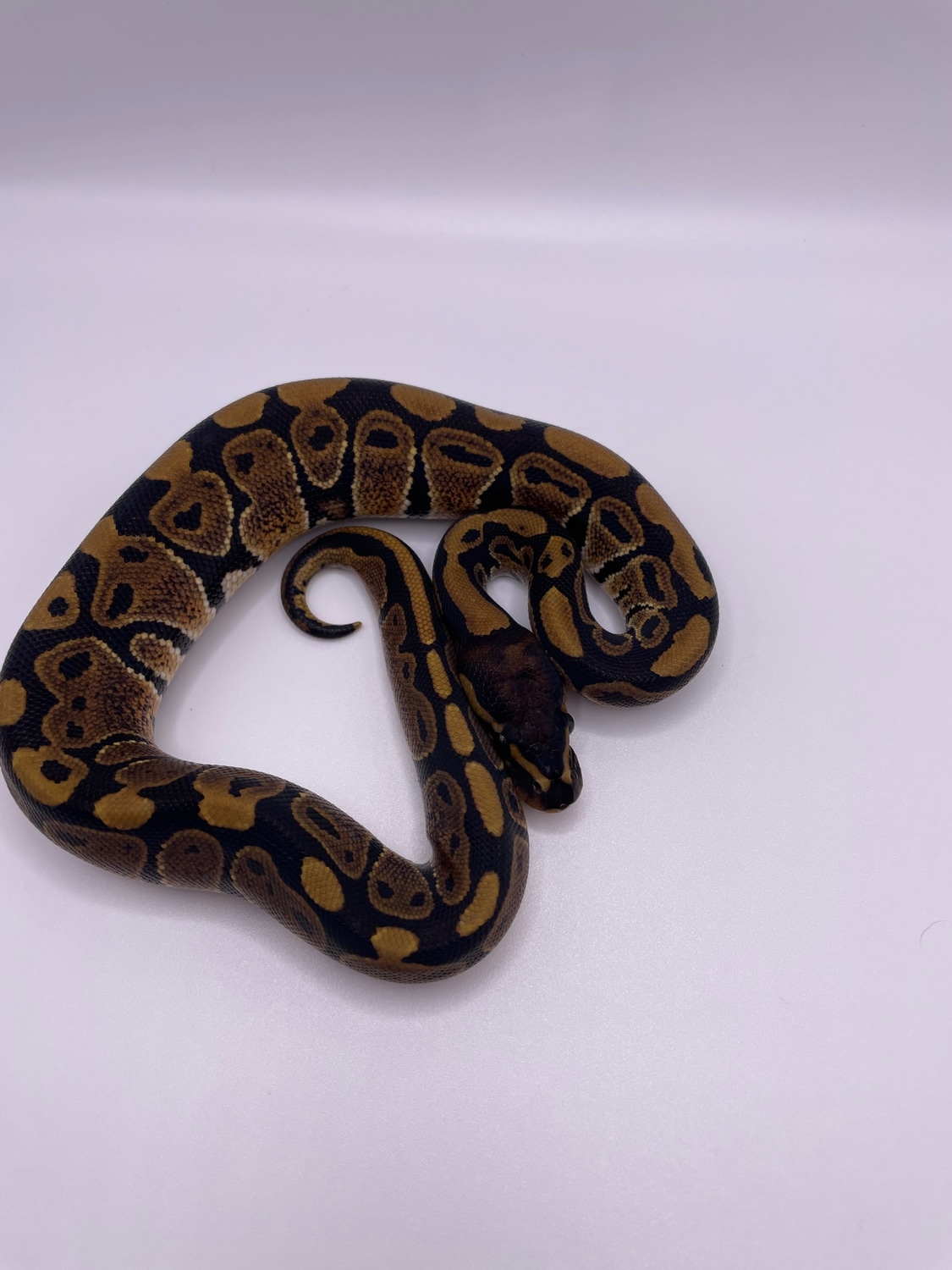 Normal Ball Python by Dickson Royals - MorphMarket