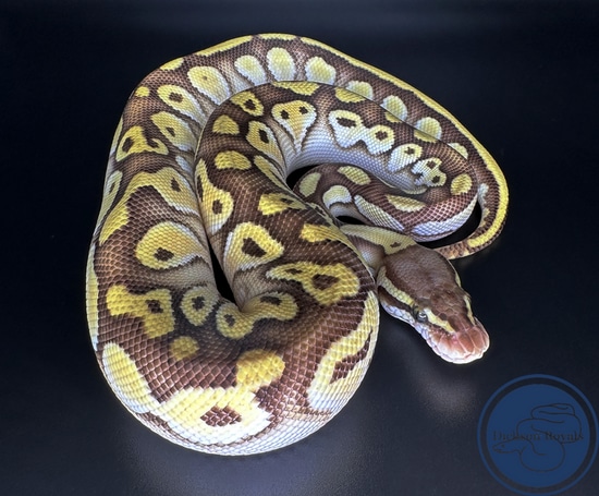 Pastel Lesser (Butter) Ball Python by Dickson Royals