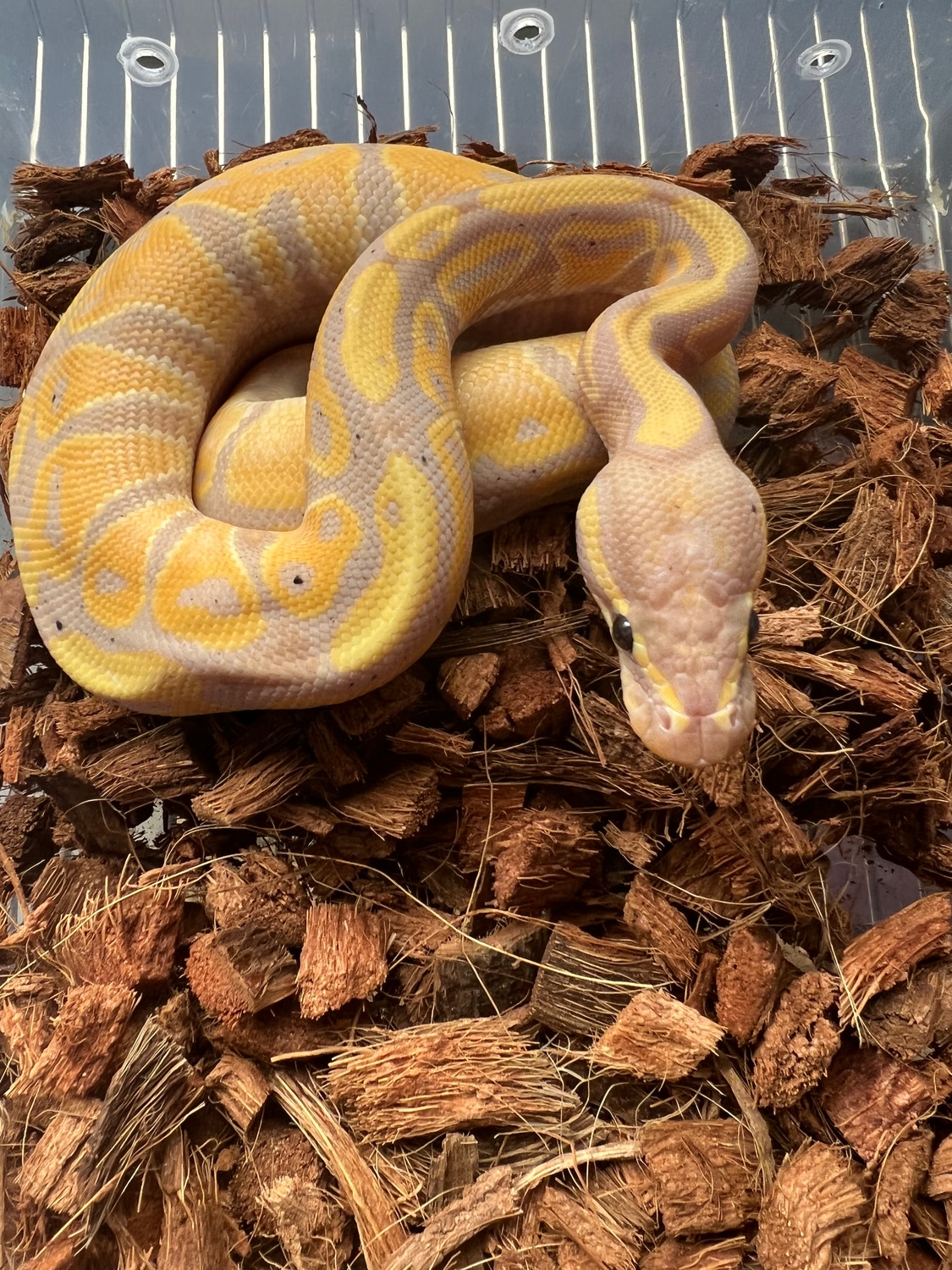 Banana Ball Python by Minnesota Morphs - MorphMarket