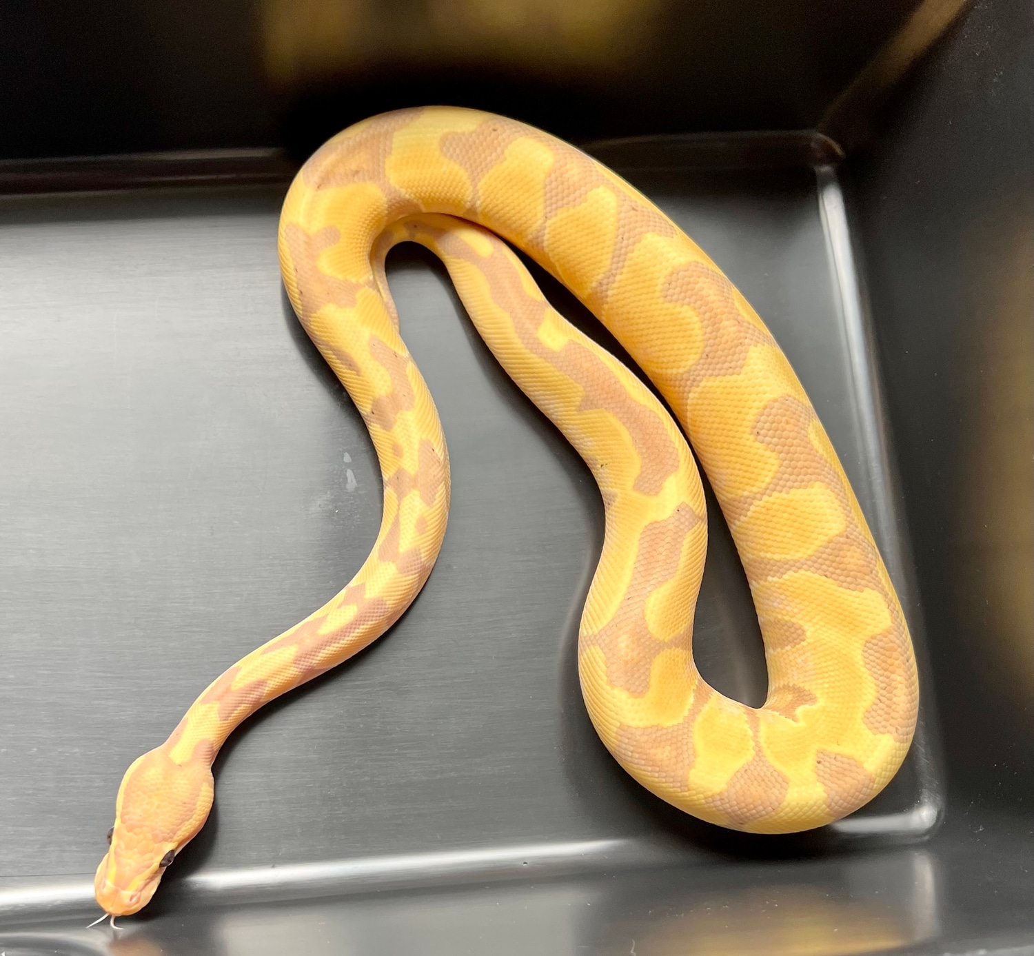 Banana Enchi 100% Het Ghost(Hypo)**free Shipping** Ball Python by ...
