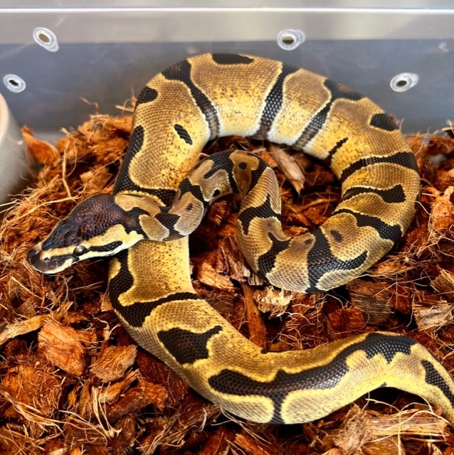 Female Enchi Het Piebald **20% Off For Local Pickup** Ball Python by ...