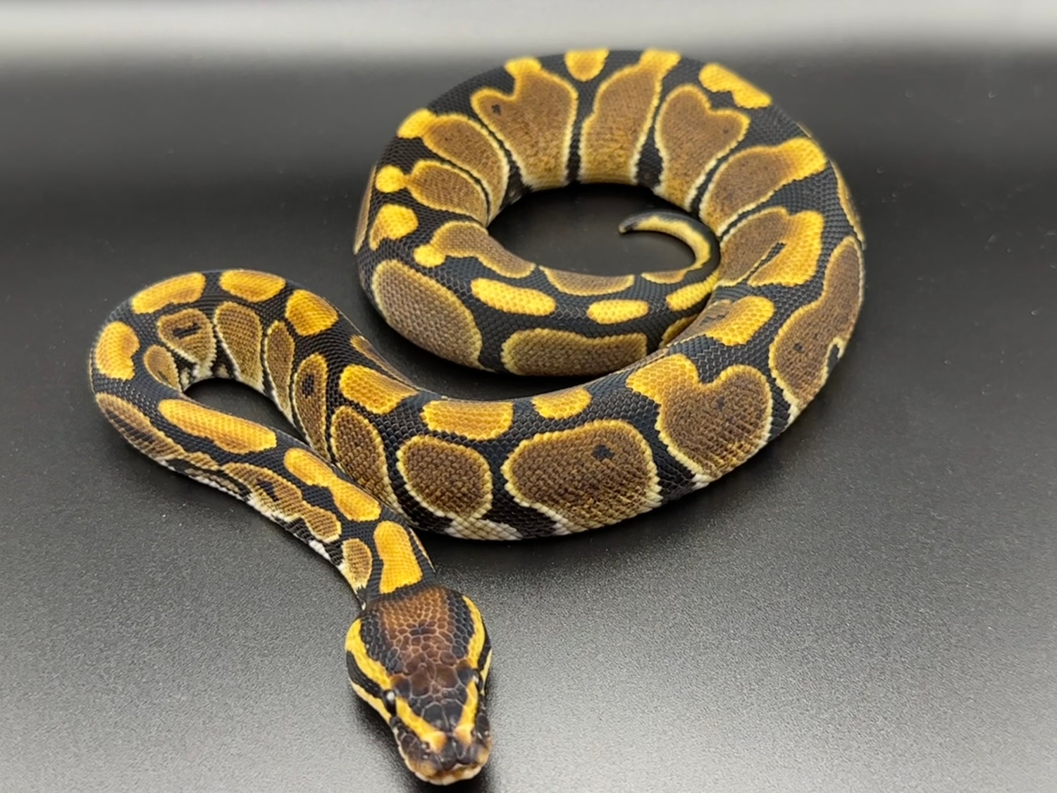 66% Het Monarch Ball Python by Morph Combat - MorphMarket
