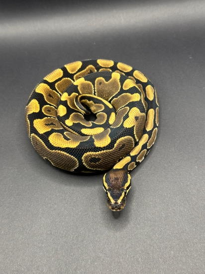 66% Het Monarch Ball Python by Morph Combat