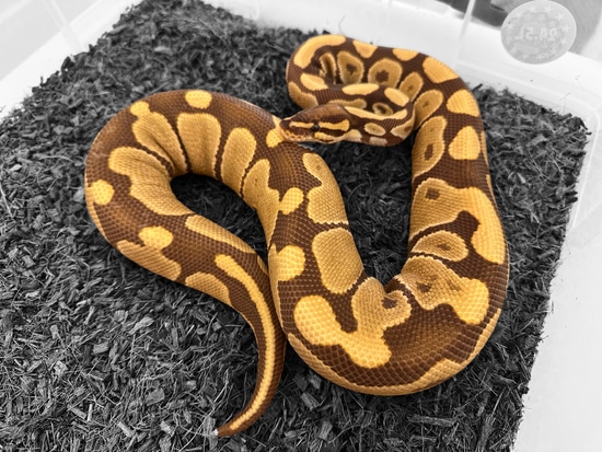 Monarch Ball Python by Morph Combat