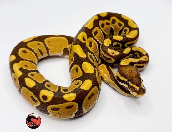 Monarch Ball Python by Morph Combat