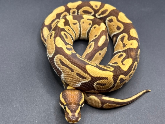 Monarch Ball Python by Morph Combat