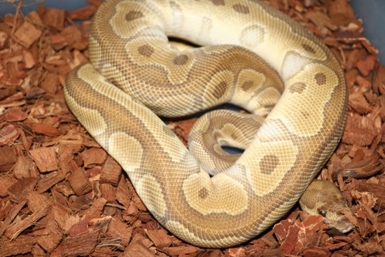 Mojave Fire Clown 66% Hypo Ball Python by MulahsMorphs
