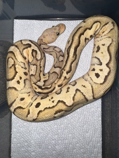 🚨OD Super Pastel Clown🚨 Ball Python by MulahsMorphs