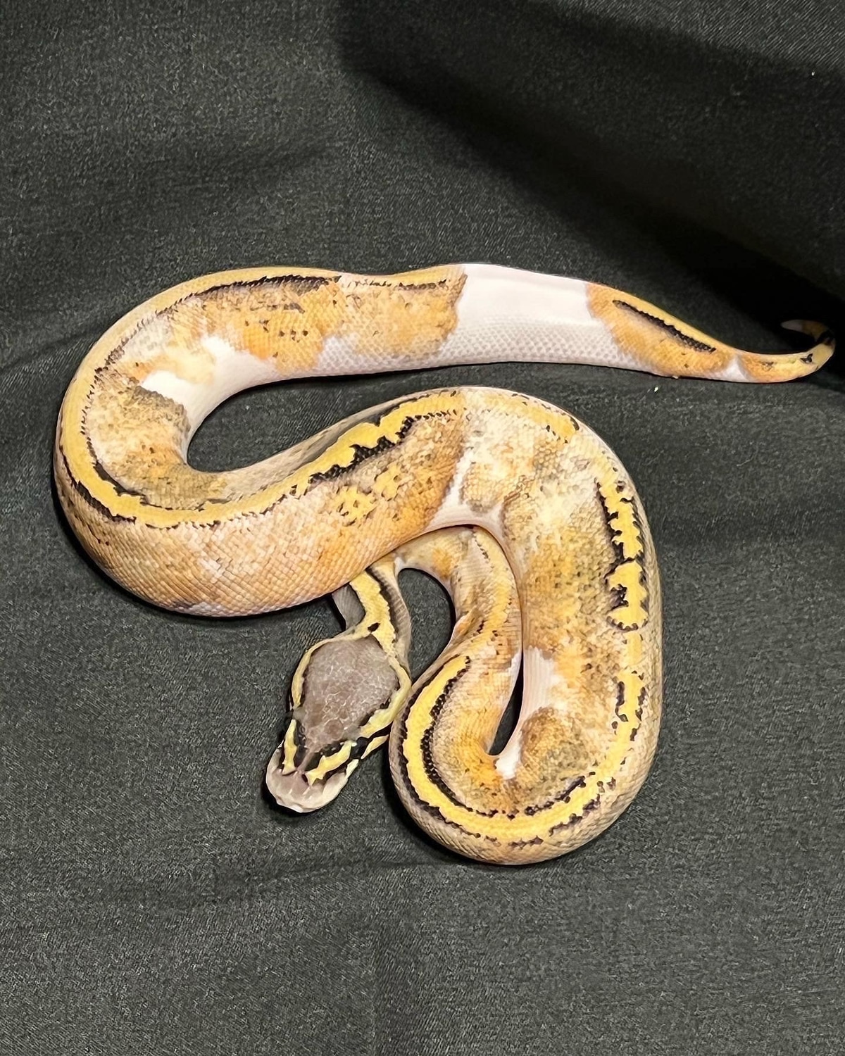 Firefly Pied Ball Python by Odin Reptiles - MorphMarket