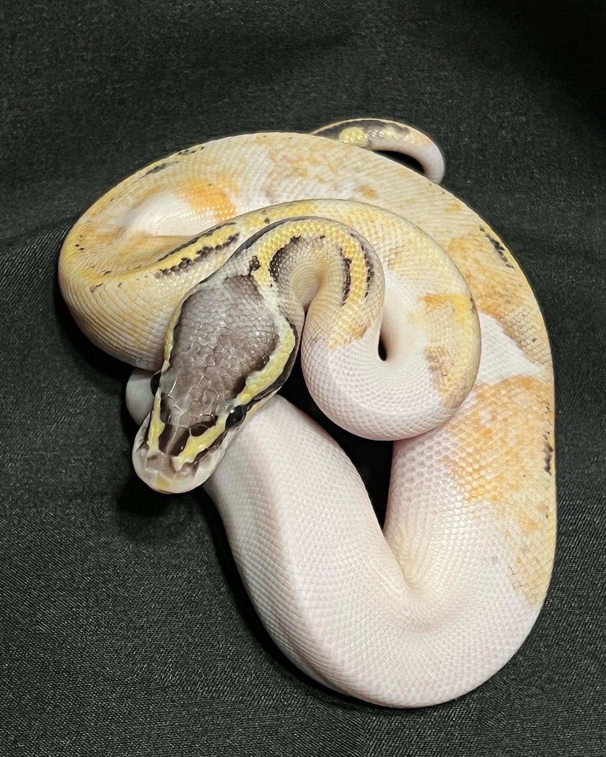 Superfly Pied Ball Python by Odin Reptiles - MorphMarket
