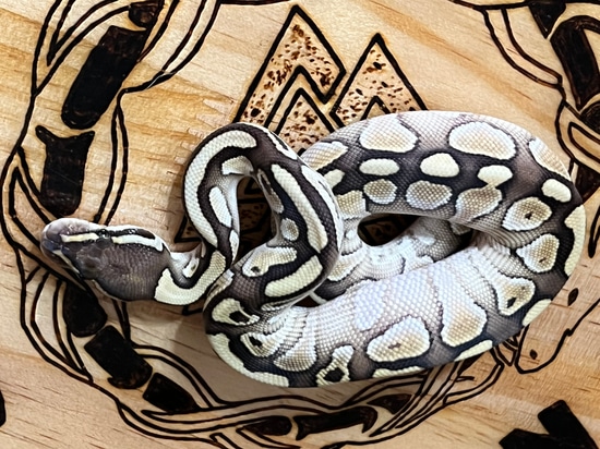 Butter Het Clown Ball Python by Odin Reptiles