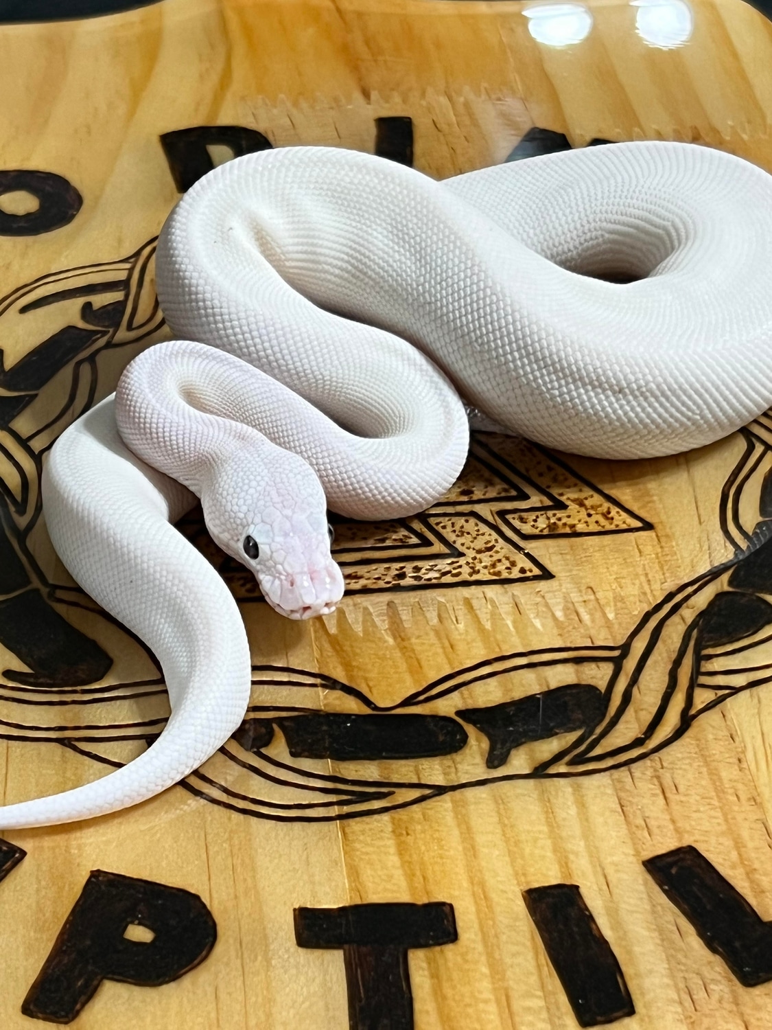 Lesser Mojave Ball Python by Odin Reptiles - MorphMarket