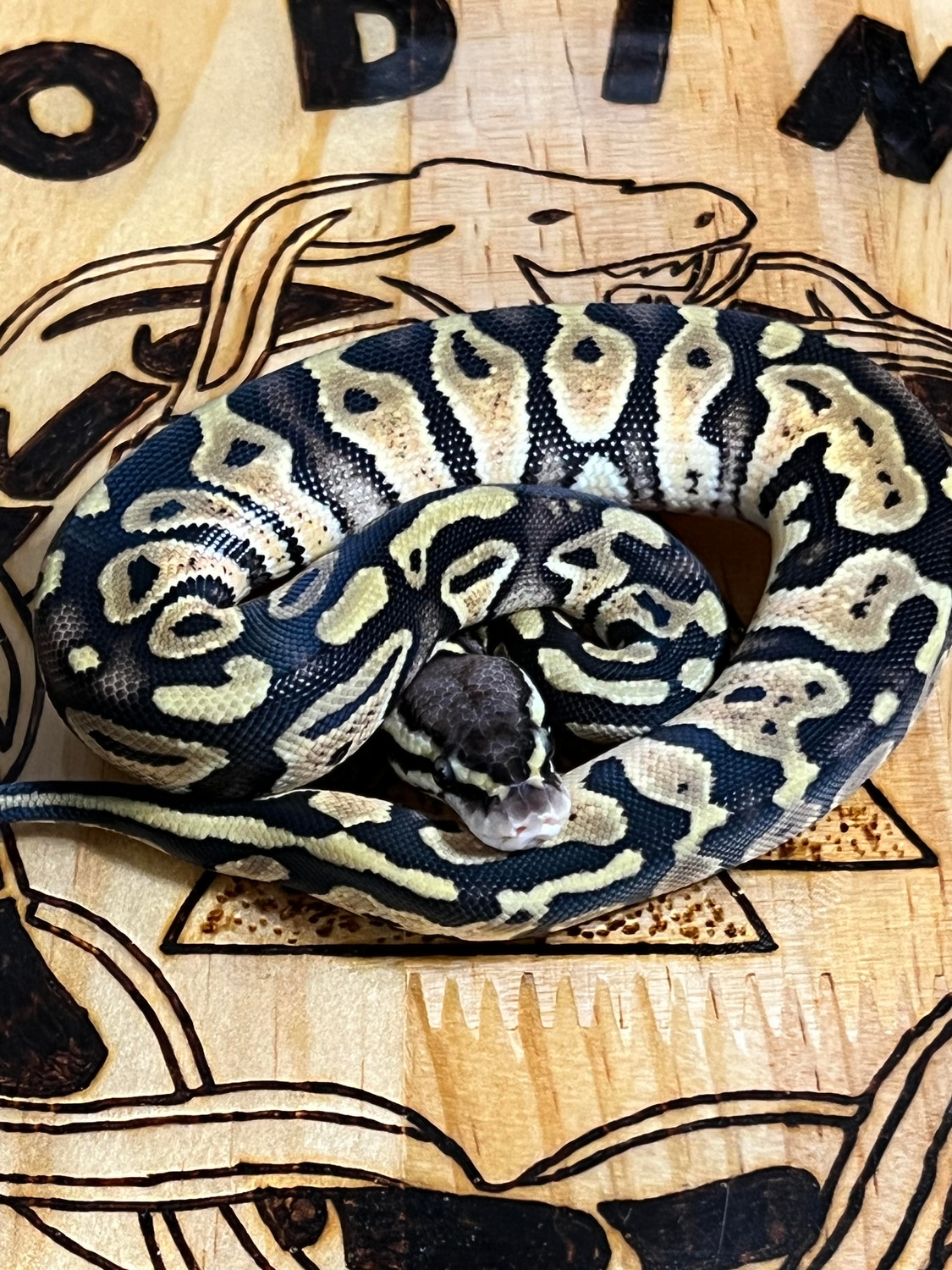 Pastel Ball Python by Odin Reptiles - MorphMarket