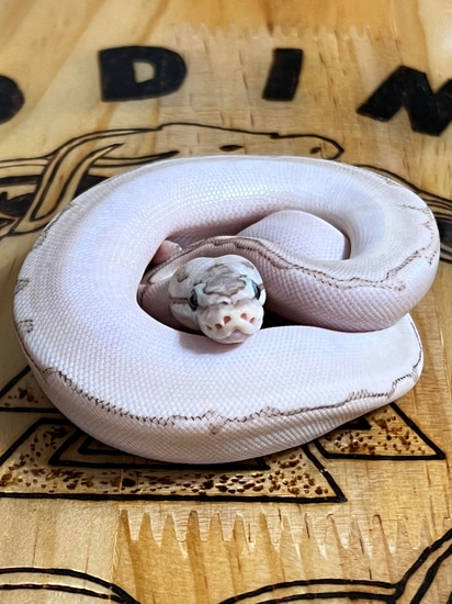 Bamboo Spider Ball Python by Odin Reptiles
