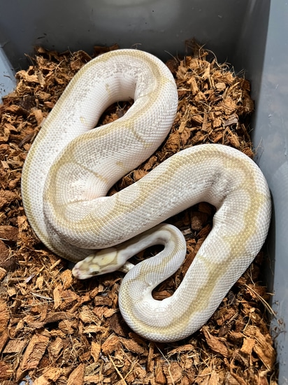 Butter Spider Clown Ball Python by Odin Reptiles