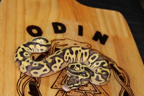 Leopard Pastel Mojave Ball Python by Odin Reptiles