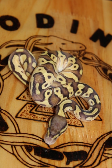 Leopard Pastel Mojave Ball Python by Odin Reptiles
