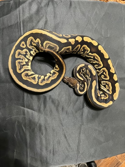 Black Pastel Het Pied Ball Python by Odin Reptiles