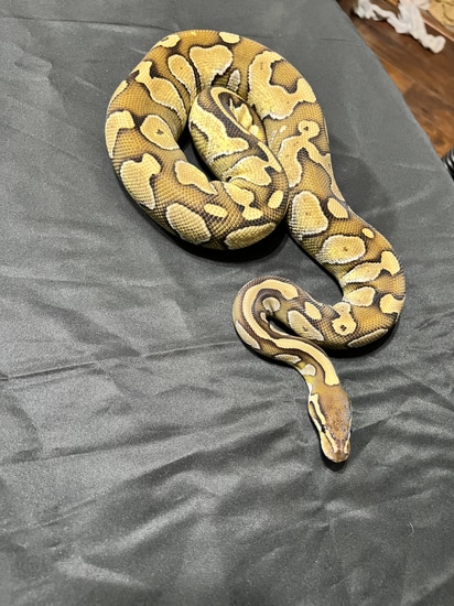 Butter Possible Black Head Het Albino Ball Python by Odin Reptiles