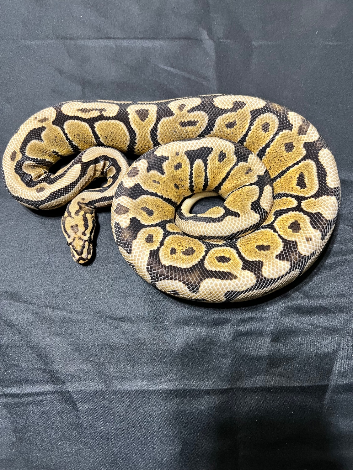 Spotnose Vanilla Ball Python by Odin Reptiles - MorphMarket