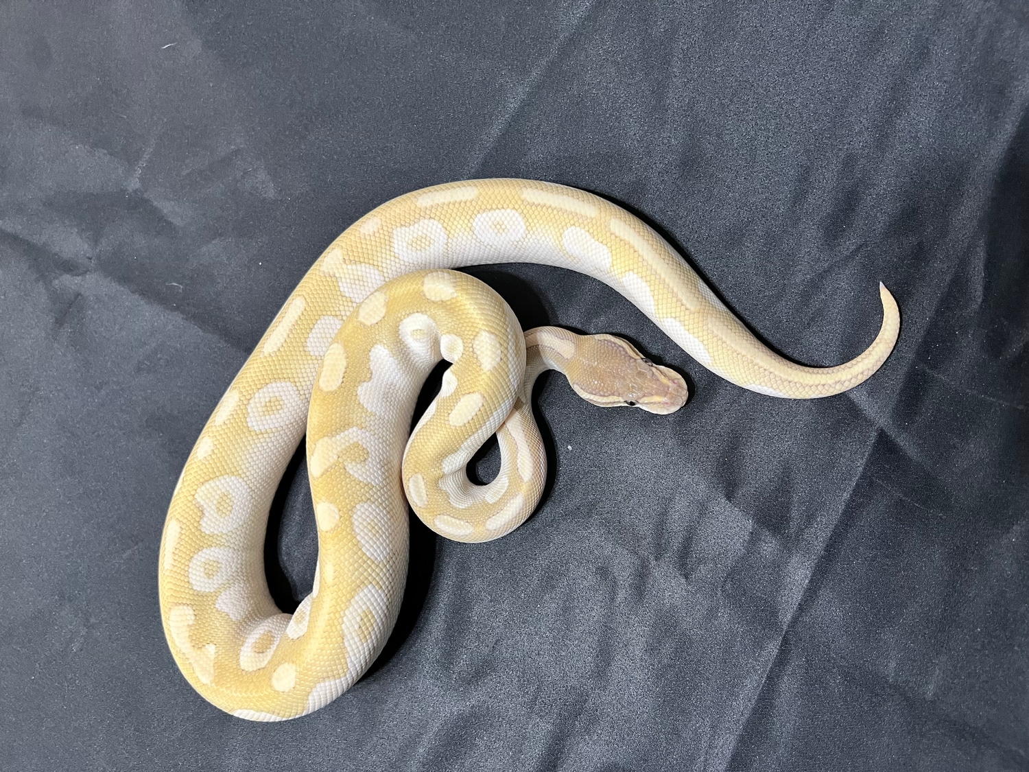 Crystal Ball Python by Odin Reptiles - MorphMarket